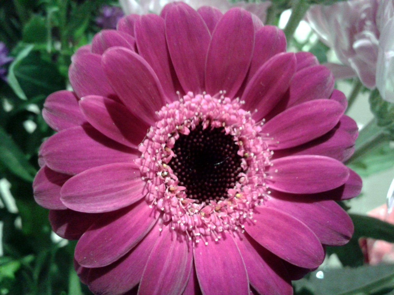 Solve Flower jigsaw puzzle online with 30 pieces