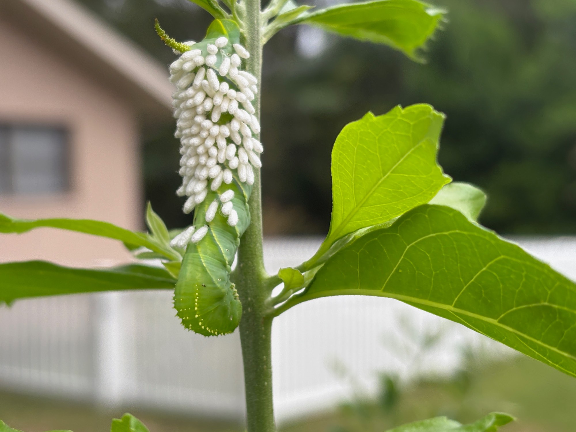 Solve Tomato hornworm with parasitic wasp pupa on its back. jigsaw ...