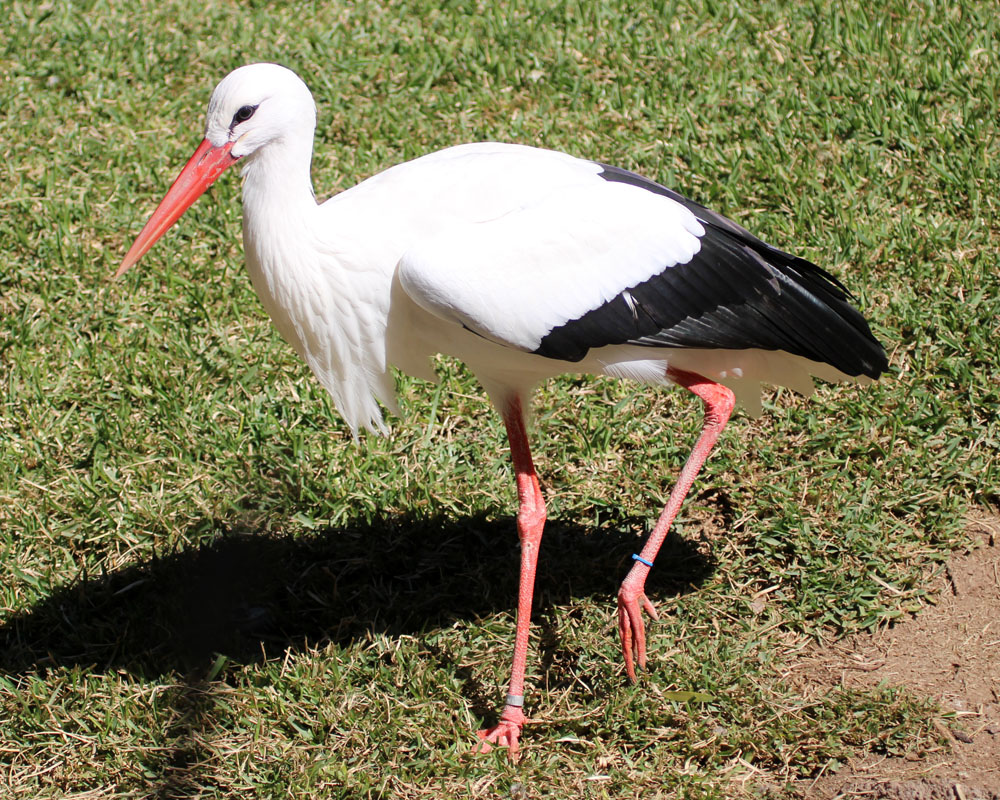 Solve European White Stork, Safari Park, Escondido, California jigsaw ...