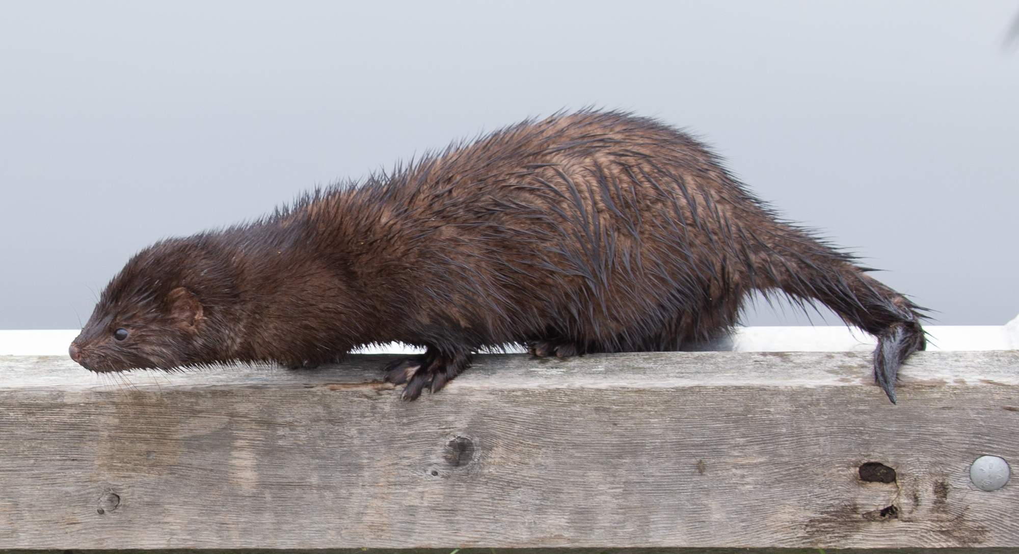 Solve A mink (otter??) at the Swan Lake Nature Sanctuary in Victoria ...