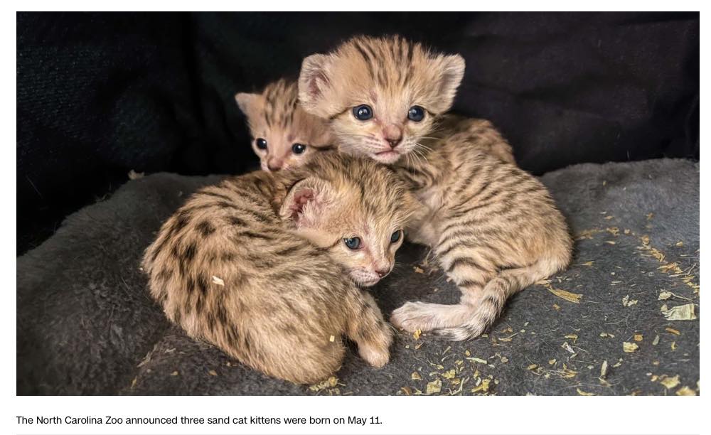 Solve Three Sand Cats Born At North Carolina Zoo jigsaw puzzle online ...