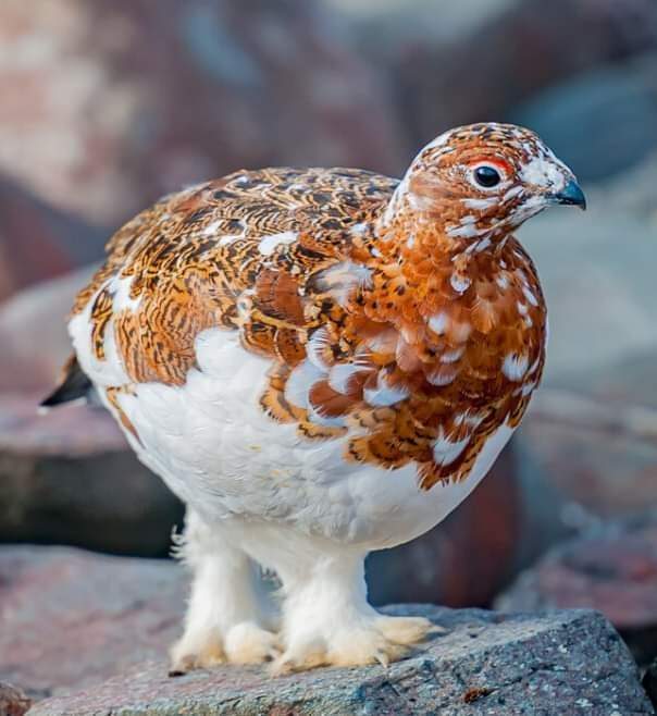 Solve The Willow Ptarmigan - Alaska's State Bird jigsaw puzzle online ...
