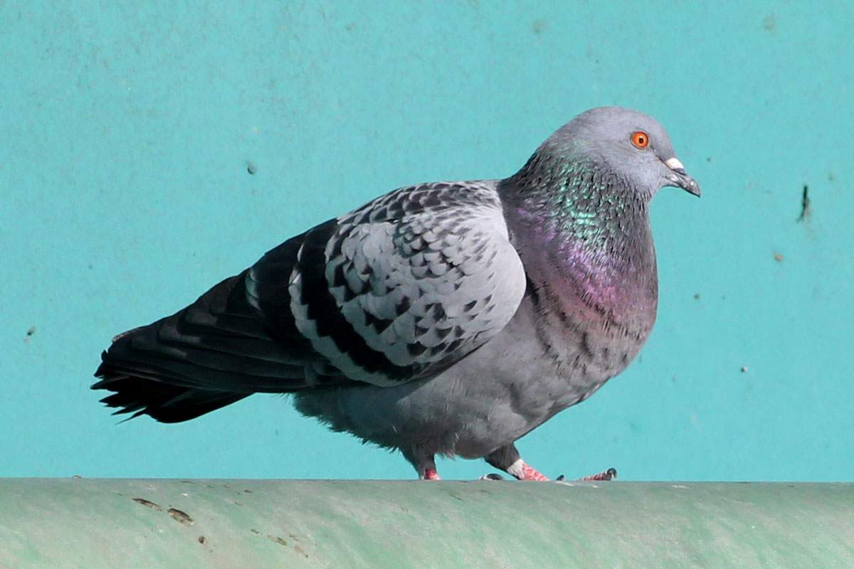 Solve Rock Pigeon, Robb Field, Ocean Beach (San Diego), California ...