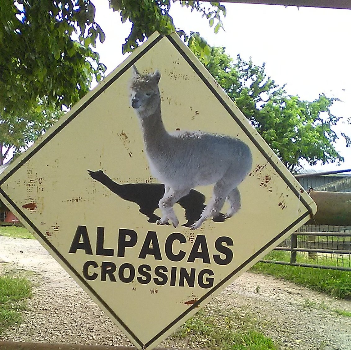 Solve Another Alpaca Warning from Heidi jigsaw puzzle online with 25 pieces