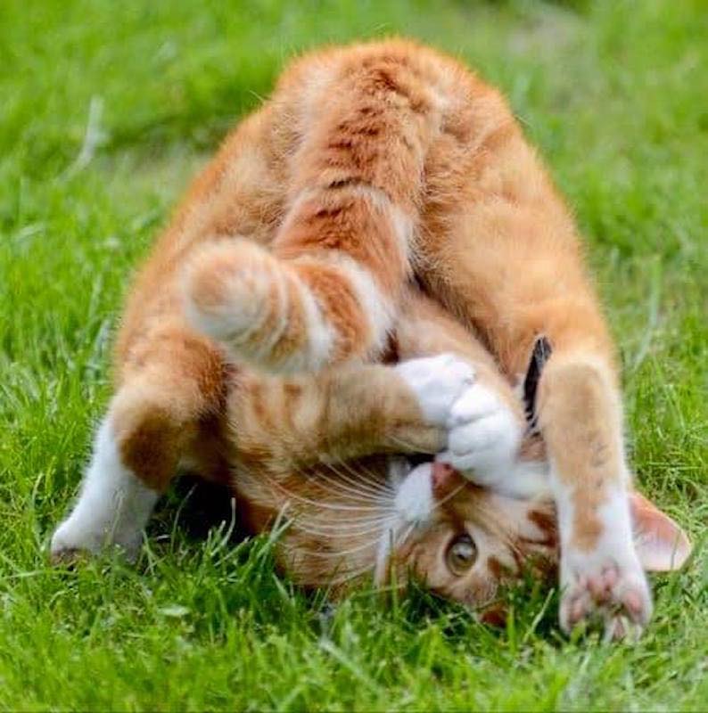 Jigsaw Puzzle | 100 pieces | funny animals | Jigidi