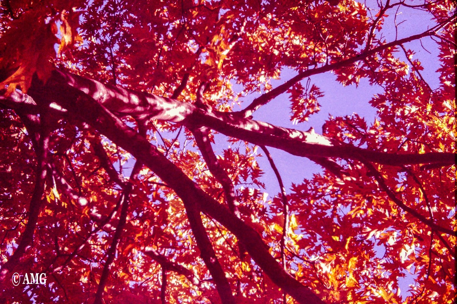 Jigsaw Puzzle | 12 pieces | Fall | Jigidi