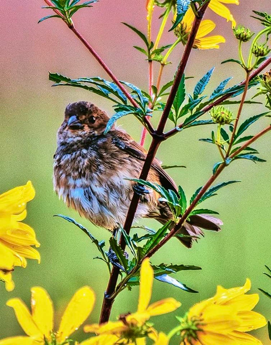 Solve Field Sparrow, East Tennessee jigsaw puzzle online with 99 pieces