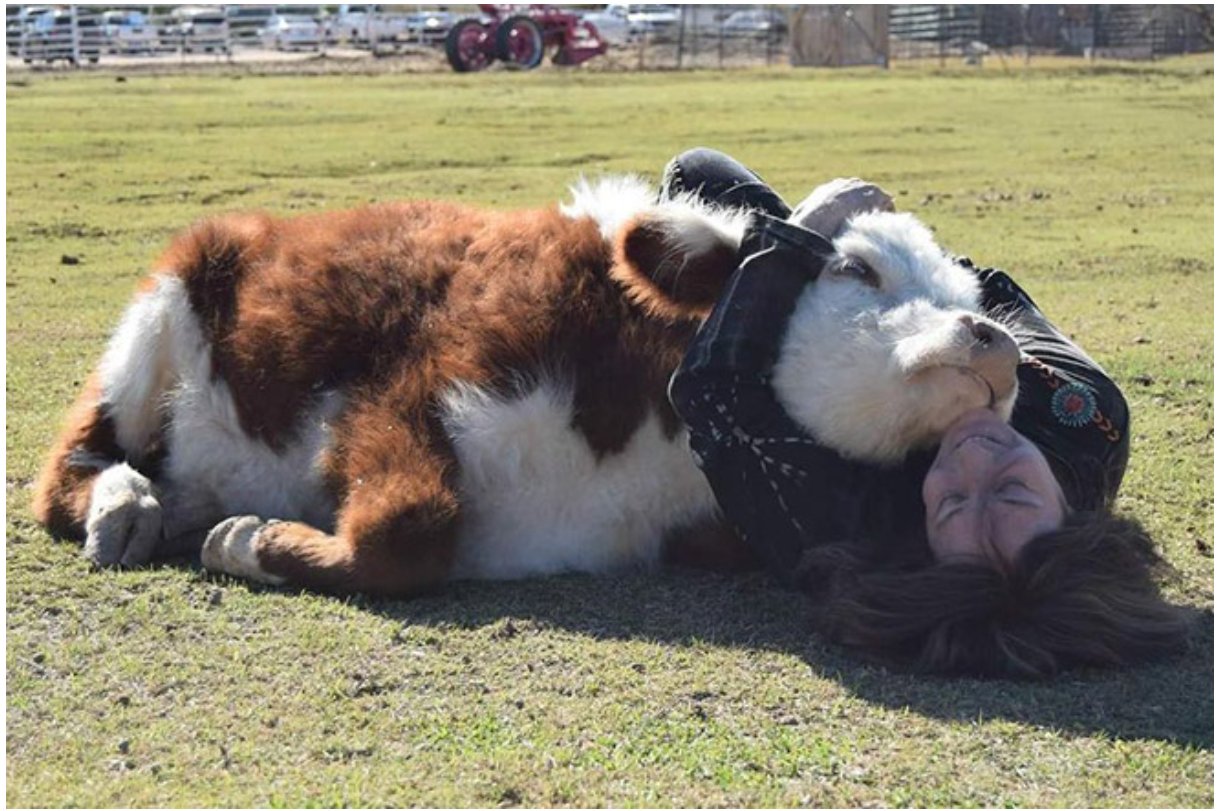 Solve This Cow Got Shampooed and Blow Dried and She Loves It. jigsaw ...