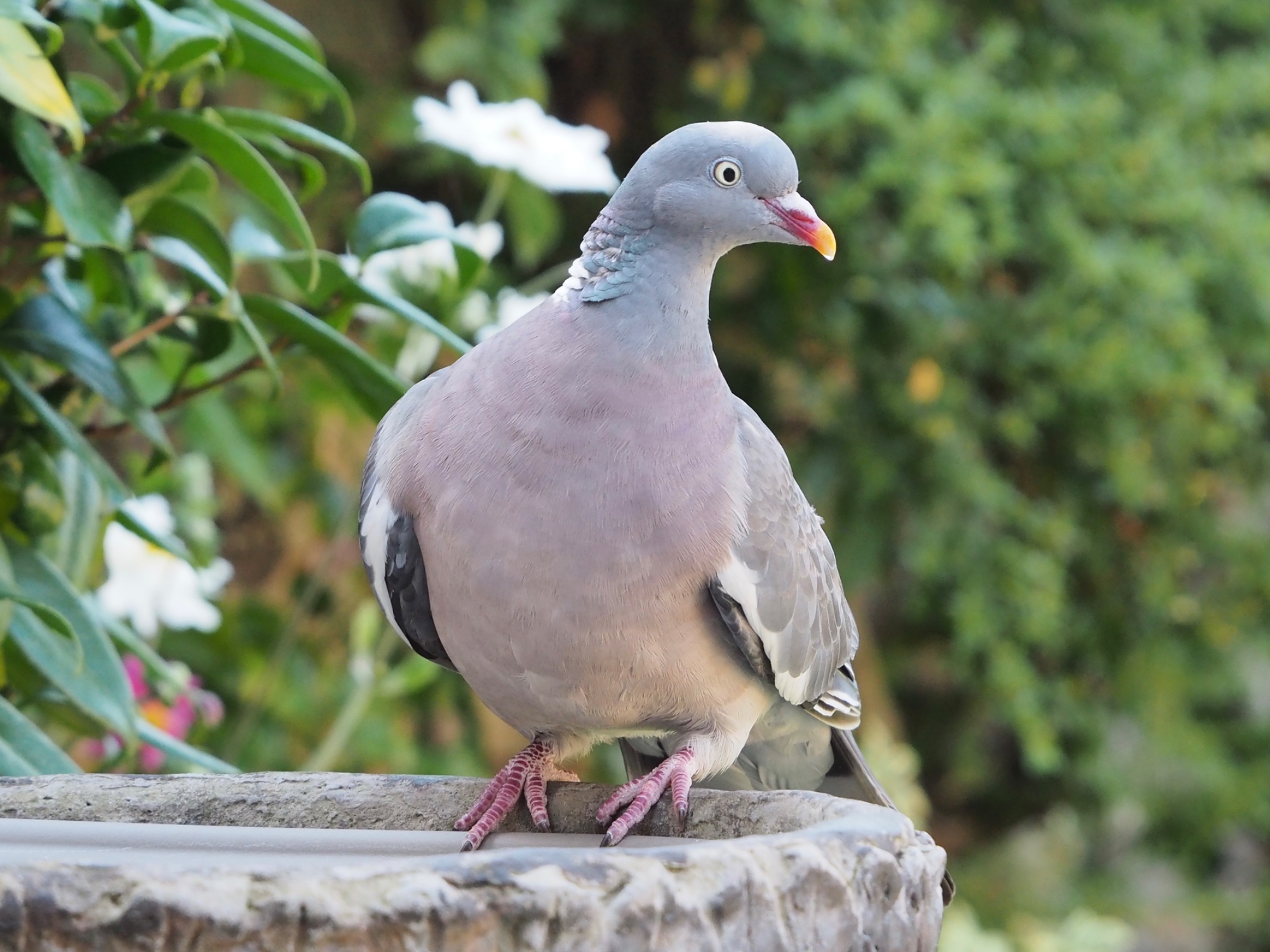 Solve Pesky pigeon poses prettily jigsaw puzzle online with 192 pieces