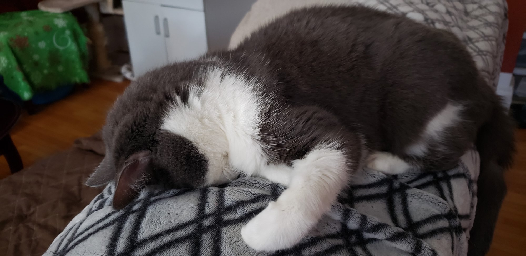 Solve That Kind of Day (Kiki the cat) jigsaw puzzle online with 72 pieces