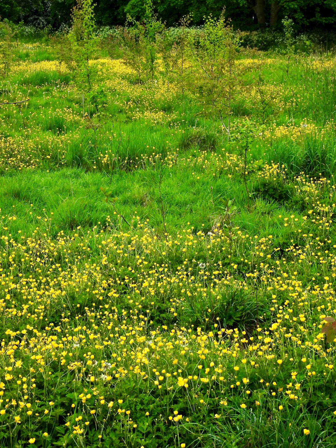 Solve Buttercup Field jigsaw puzzle online with 99 pieces
