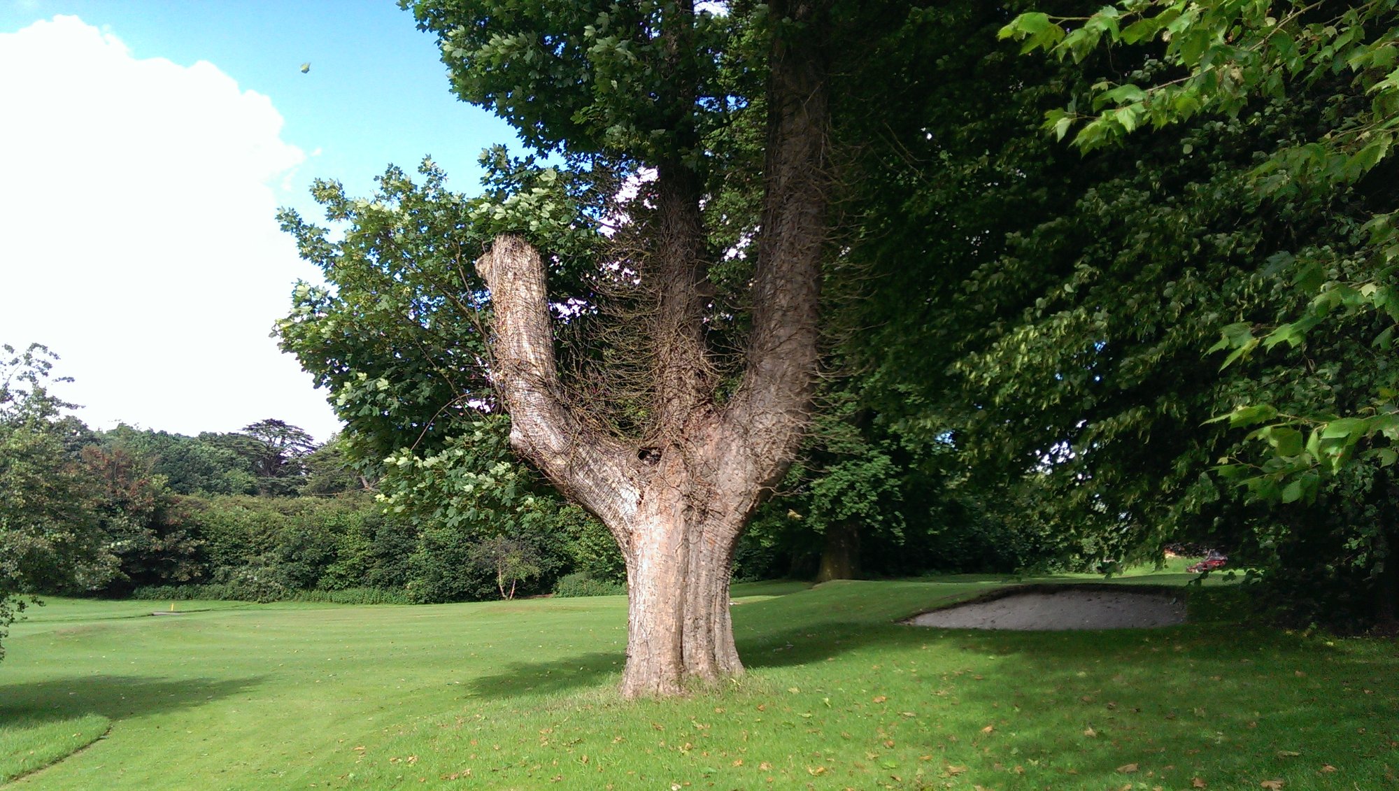 Solve A very old tree jigsaw puzzle online with 209 pieces