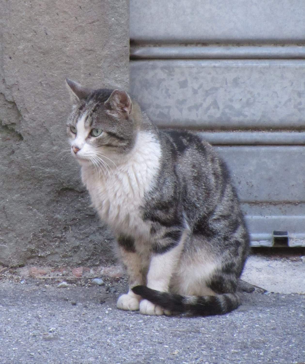 Solve Cat jigsaw puzzle online with 120 pieces