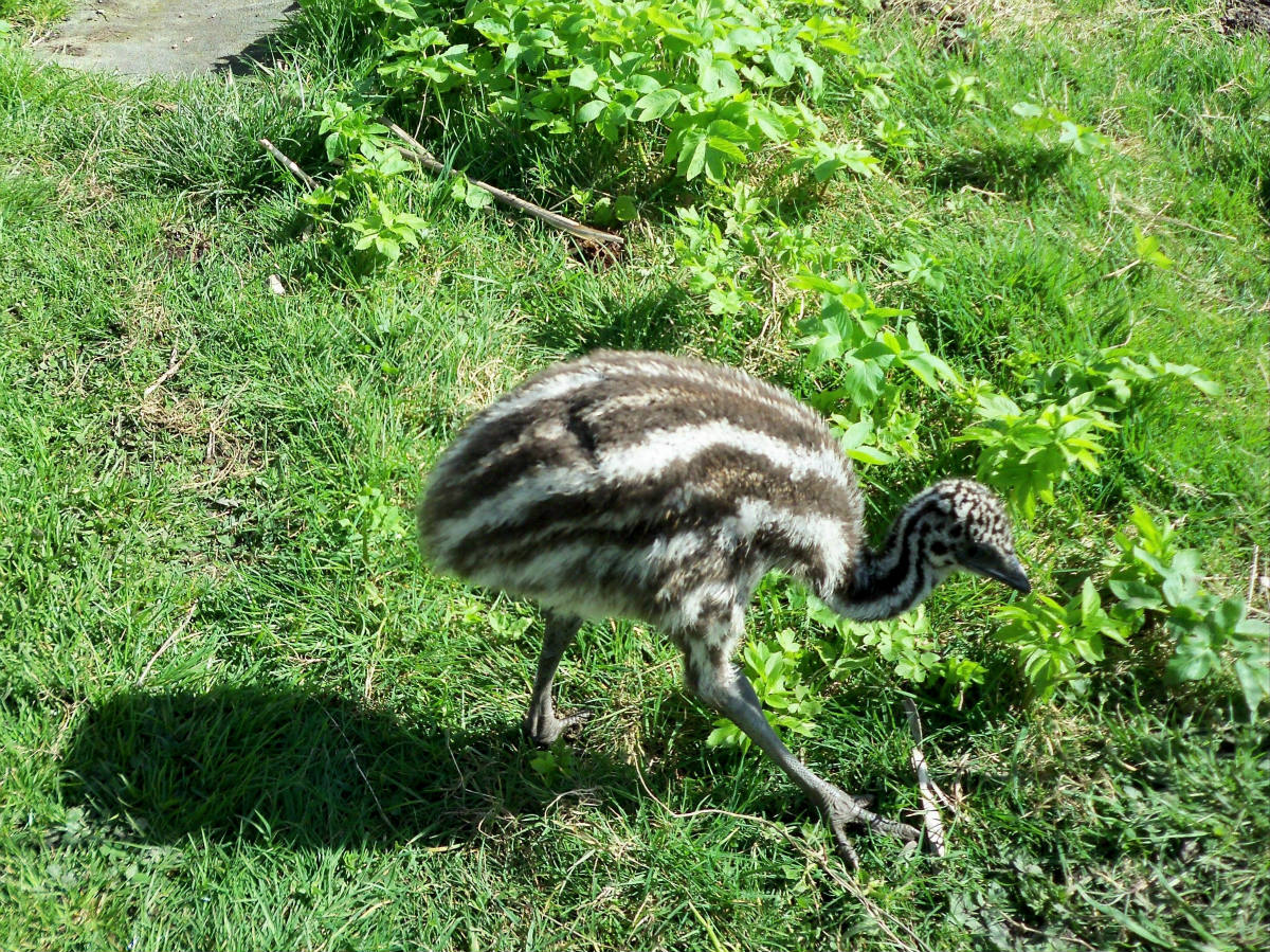 Solve Baby Emu Heidi after worms jigsaw puzzle online with 70 pieces