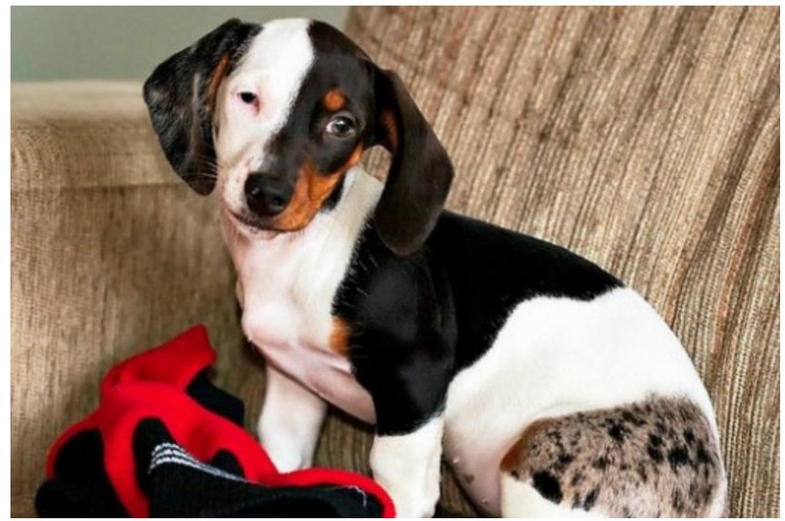 Solve Chimera Pattern in This Dogs Coat. jigsaw puzzle online with 15 ...