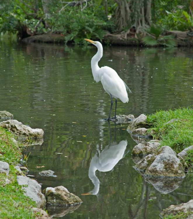 Solve Egret at Nature Center, FL jigsaw puzzle online with 9 pieces