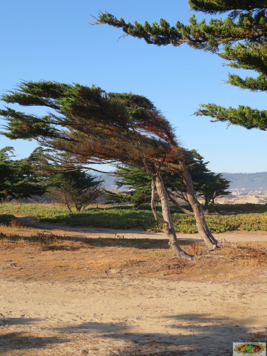 Solve A fine example of salt pruning. jigsaw puzzle online with 88 pieces