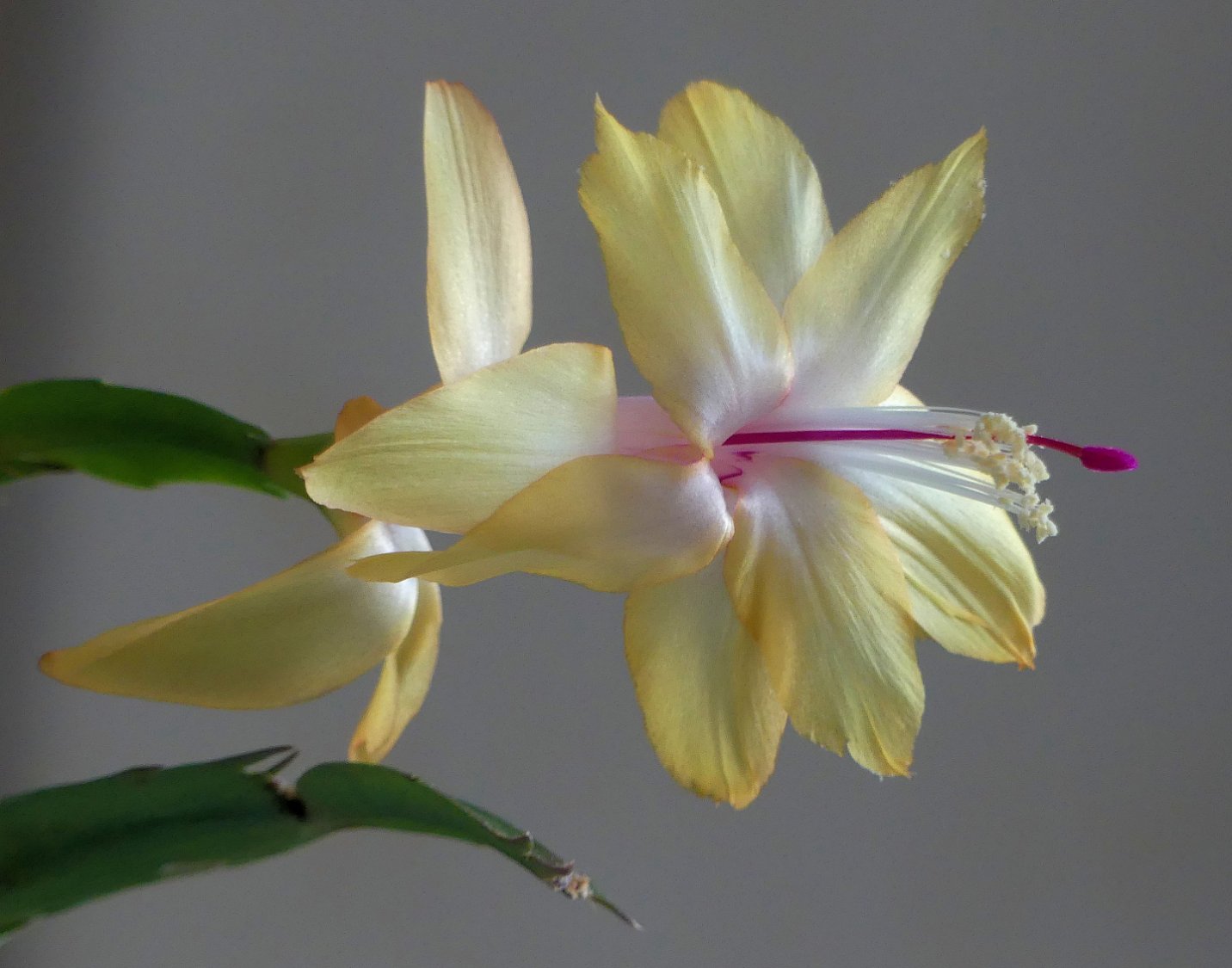 Solve yellow Christmas cactus (lidcactus) jigsaw puzzle online with 35 ...