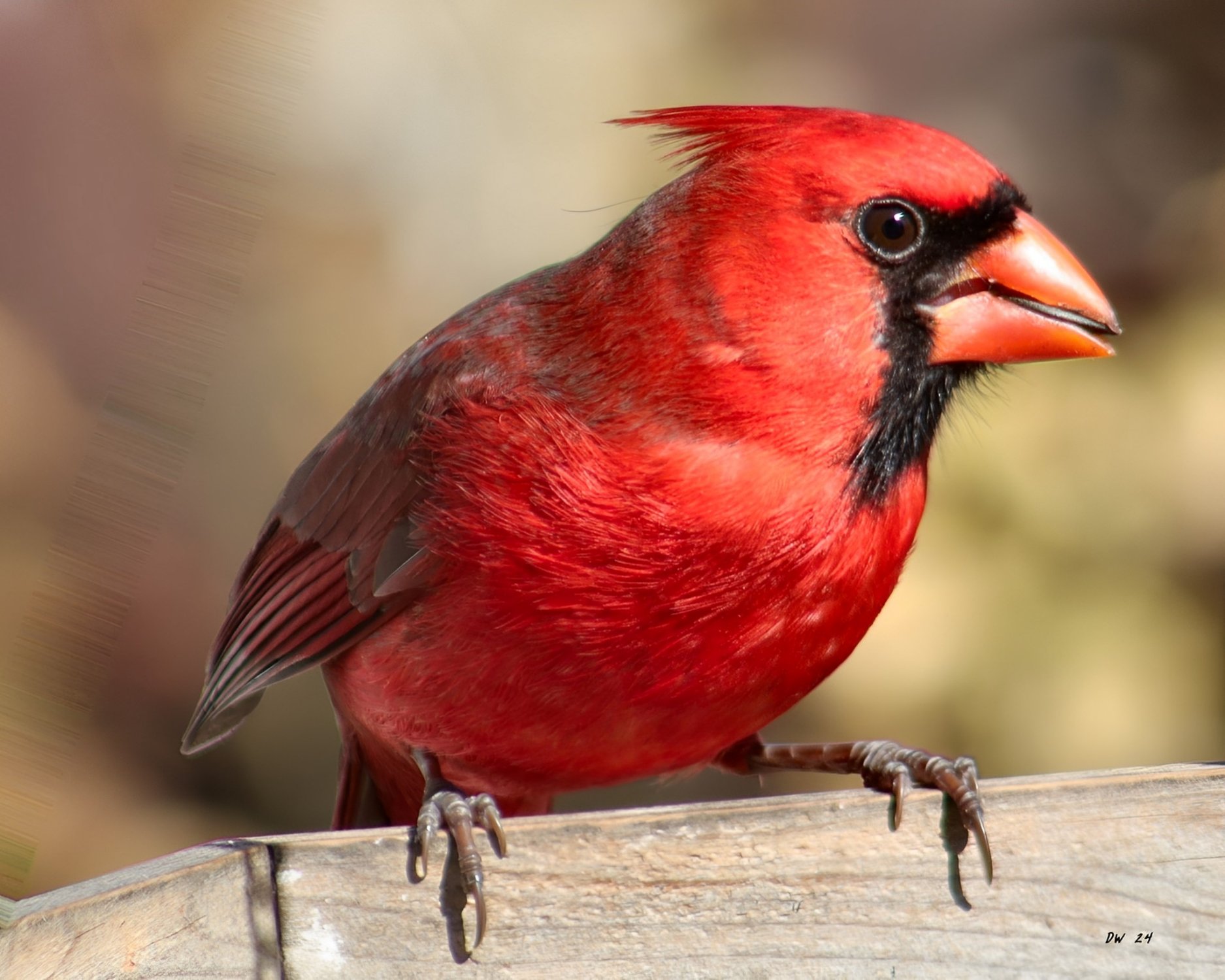Solve Cardinal jigsaw puzzle online with 180 pieces