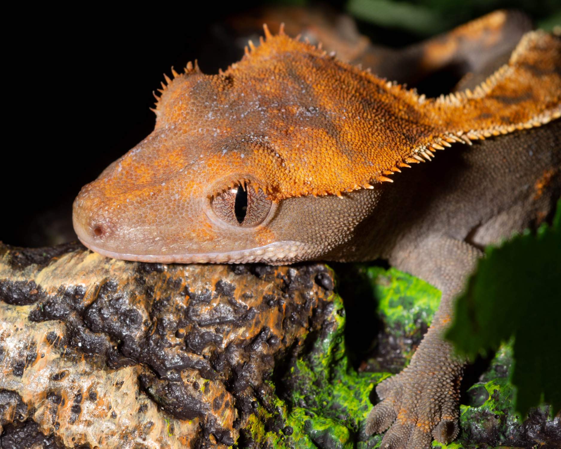 Solve Crested Gecko jigsaw puzzle online with 208 pieces