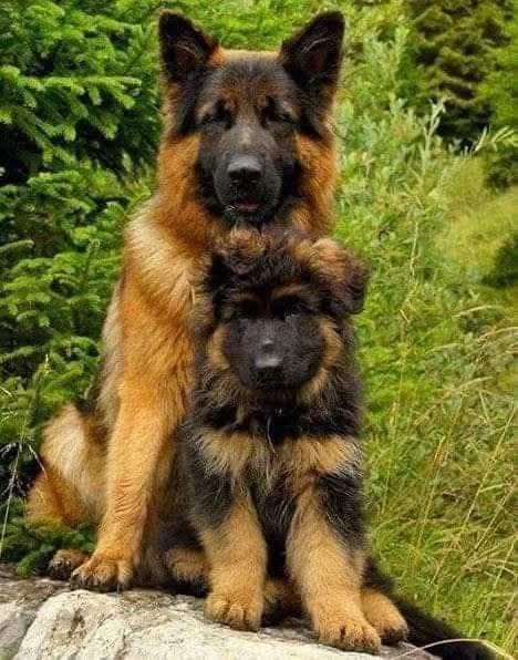 Solve Duo jigsaw puzzle online with 30 pieces