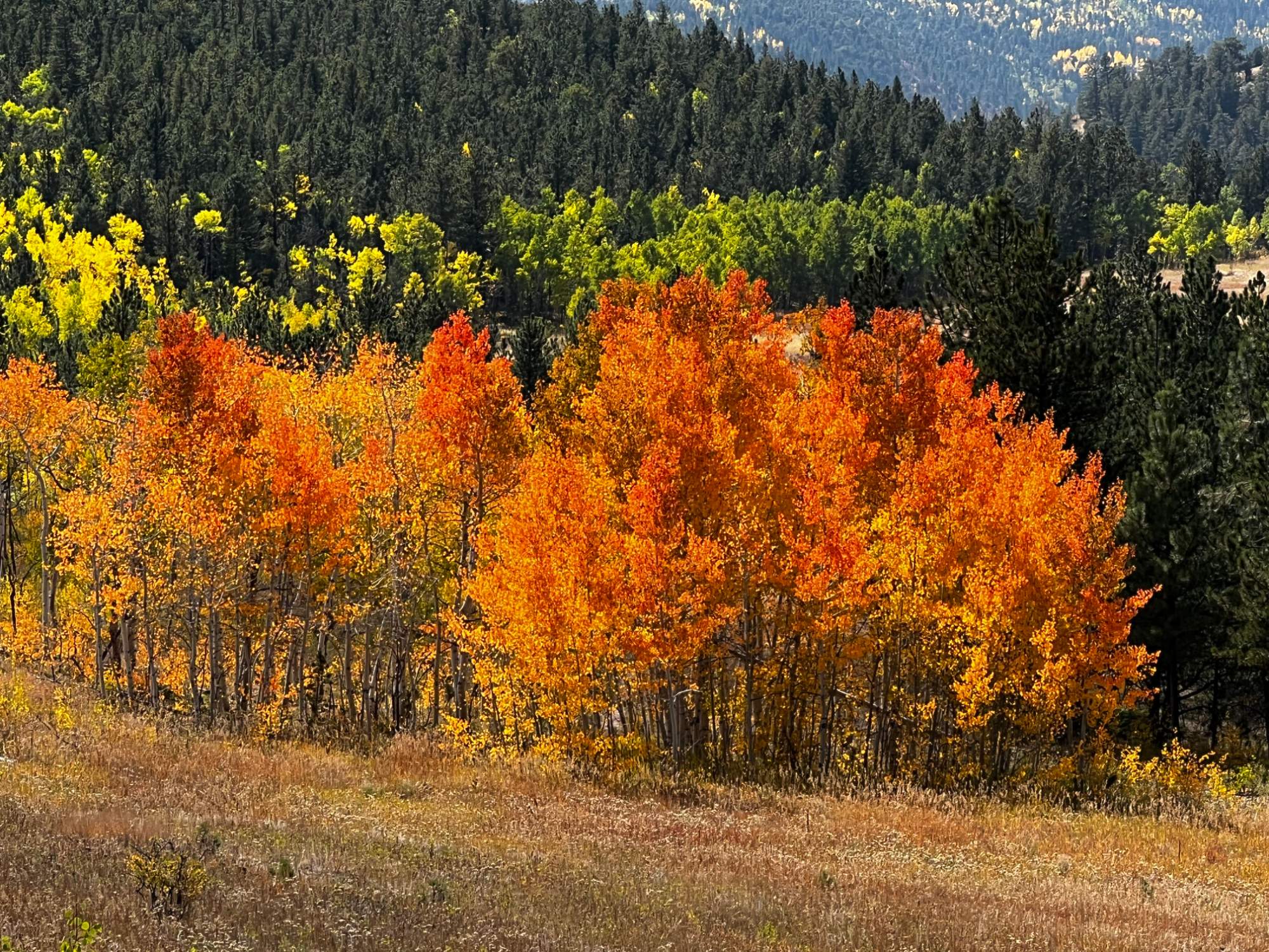 Solve Red aspen in Colorado jigsaw puzzle online with 588 pieces