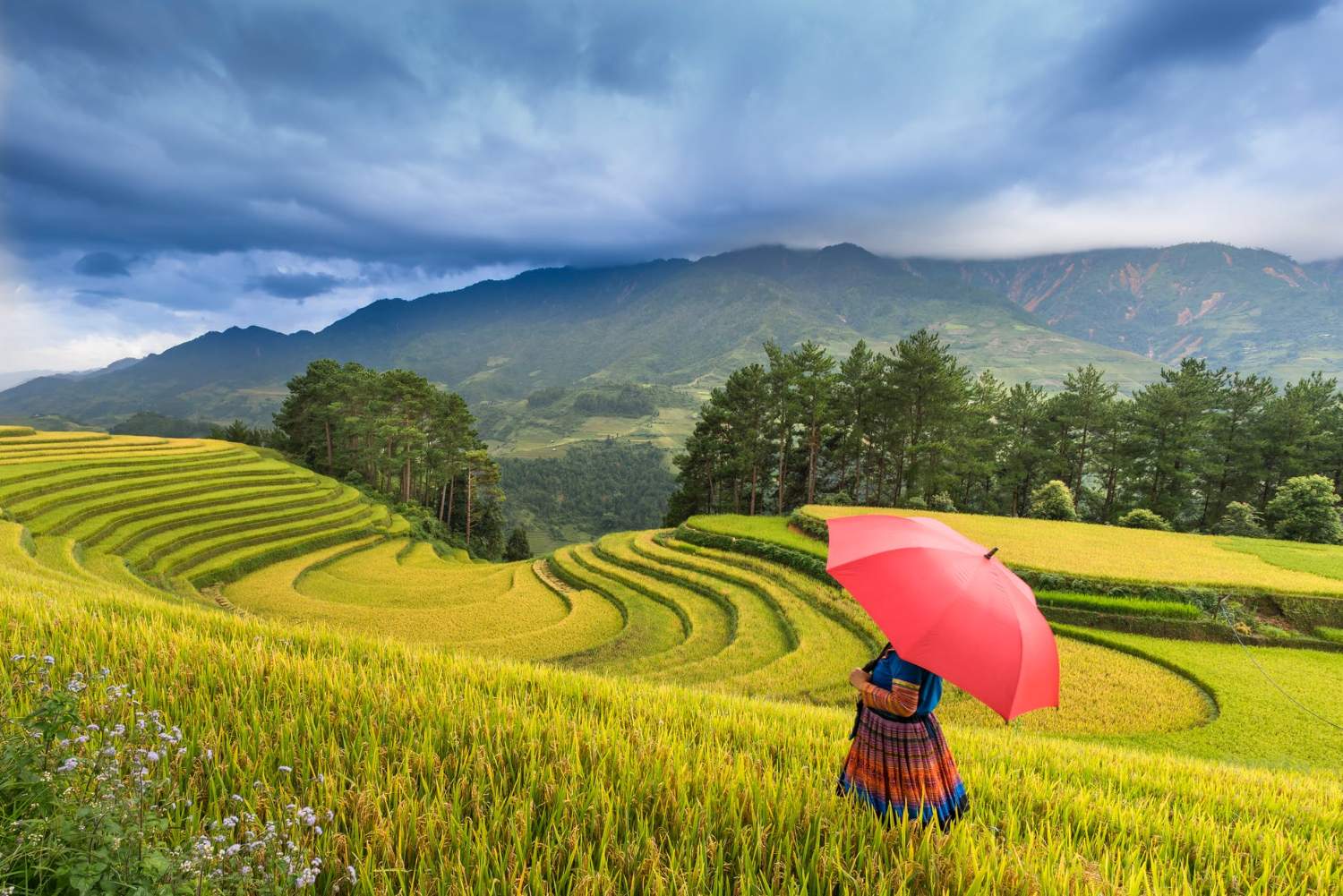 Solve Umbrella above rice terraces jigsaw puzzle online with 96 pieces