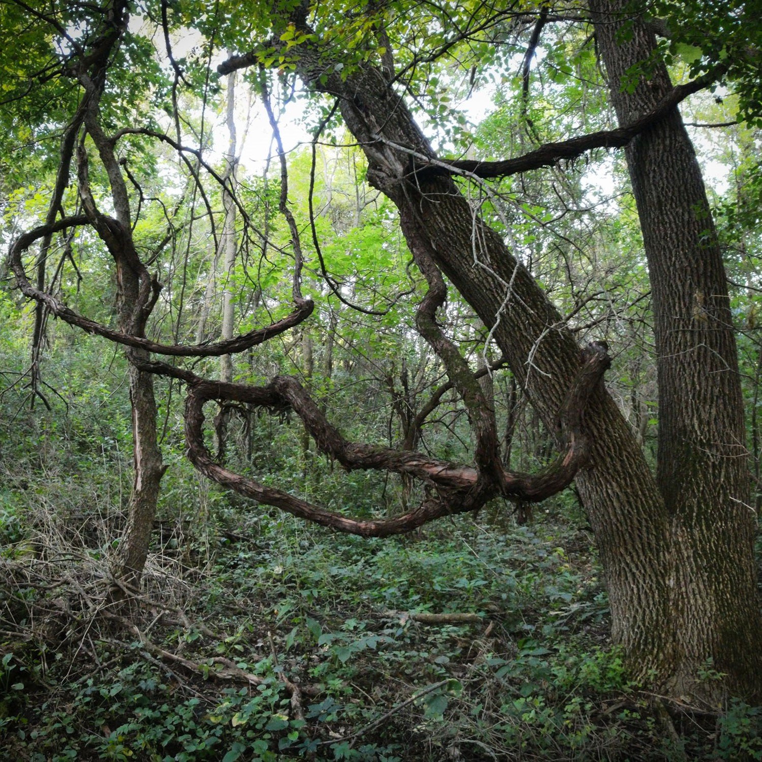 Solve Tangled Trees jigsaw puzzle online with 100 pieces