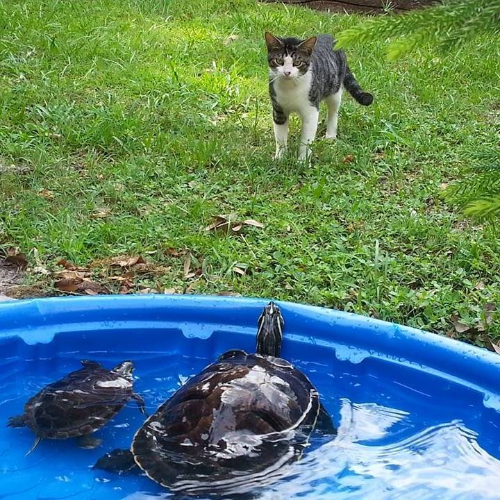 Solve Cat and turtles jigsaw puzzle online with 25 pieces