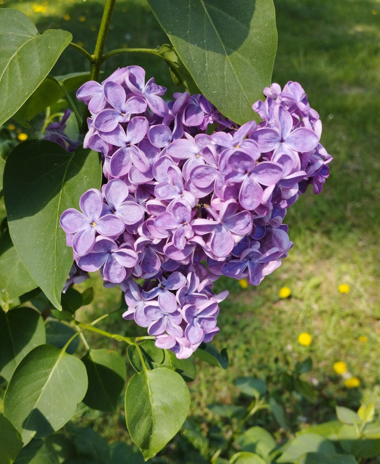 Solve Scented lilac jigsaw puzzle online with 99 pieces
