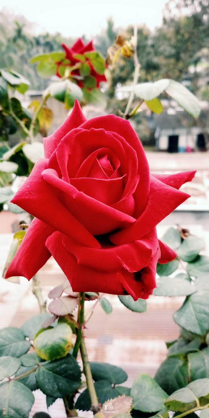 Solve A Perfect Rose jigsaw puzzle online with 66 pieces