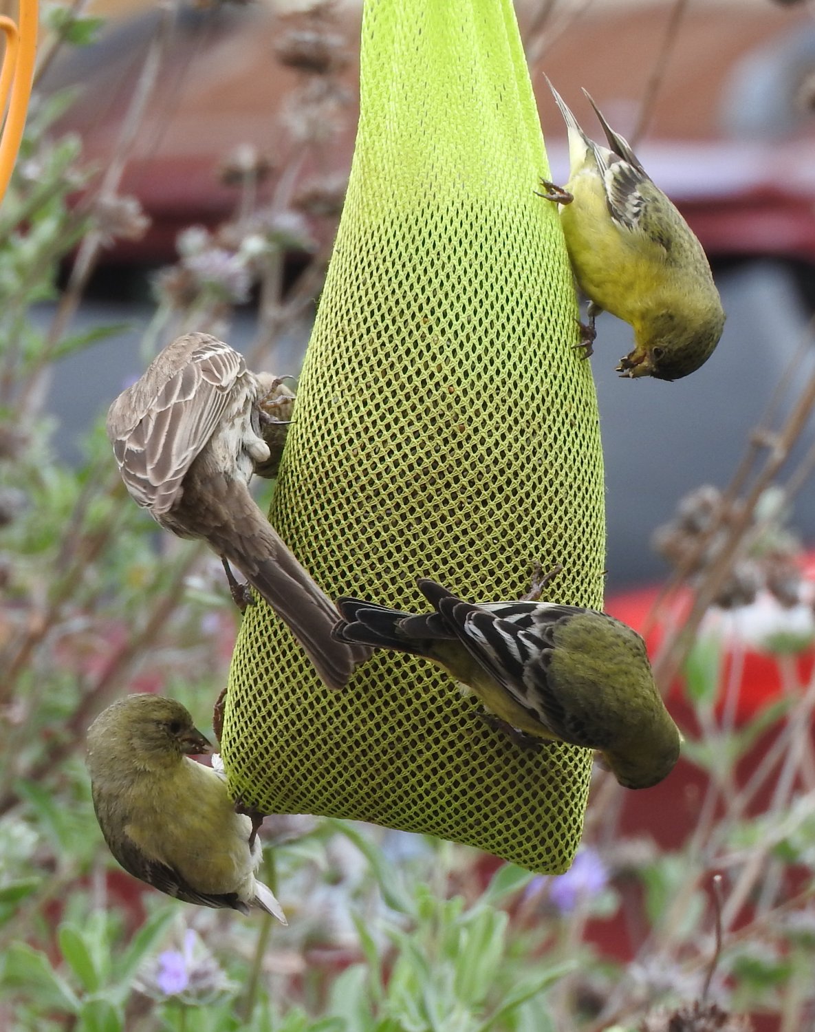Solve Lesser Goldfinches and House Finch in front yard, San Marcos ...