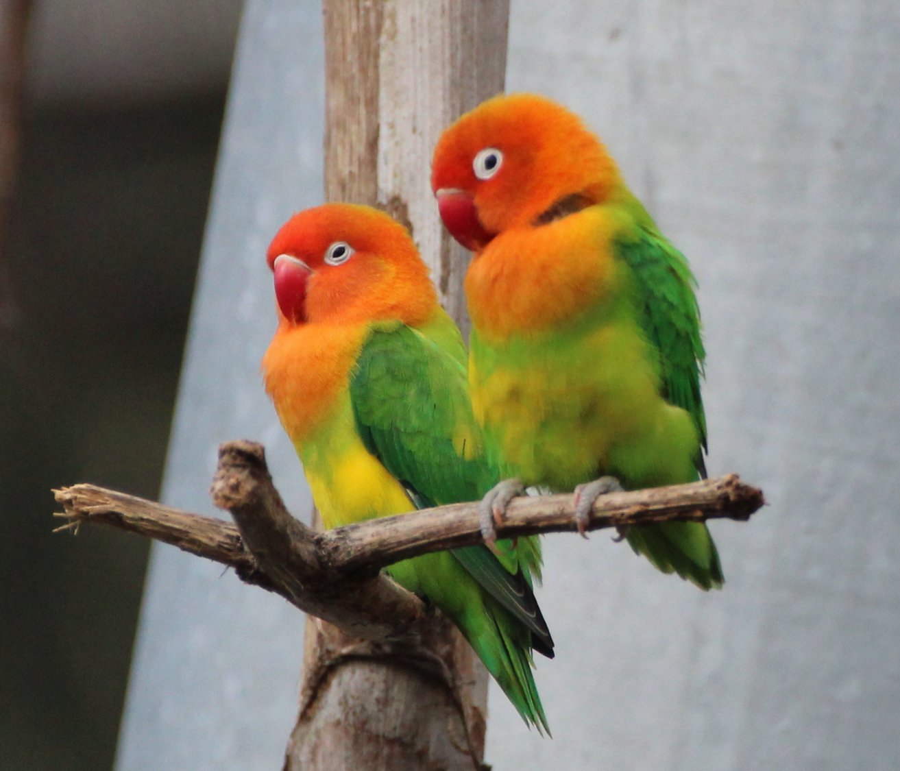 Solve Fischer's Lovebirds, Zoo, San Diego, California jigsaw puzzle ...