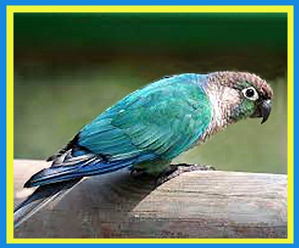 Solve Turquoise Green Cheek Conure jigsaw puzzle online with 72 pieces