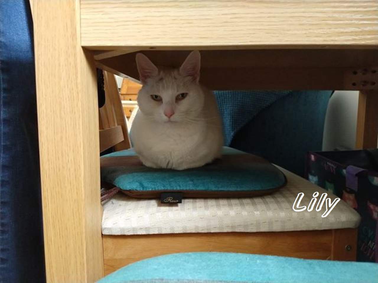 Solve Lily 0155 - Chair tucked in under the table, still makes a good ...