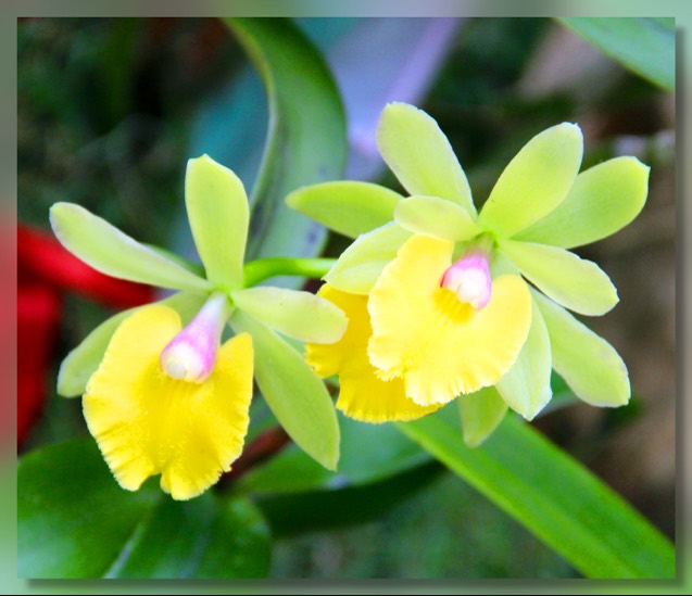 Solve Epc. Rene Marques x Rth. Free Spirit Orchid jigsaw puzzle online ...