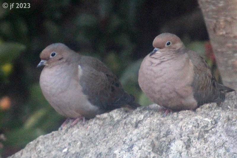 Solve Two Mourning doves jigsaw puzzle online with 35 pieces