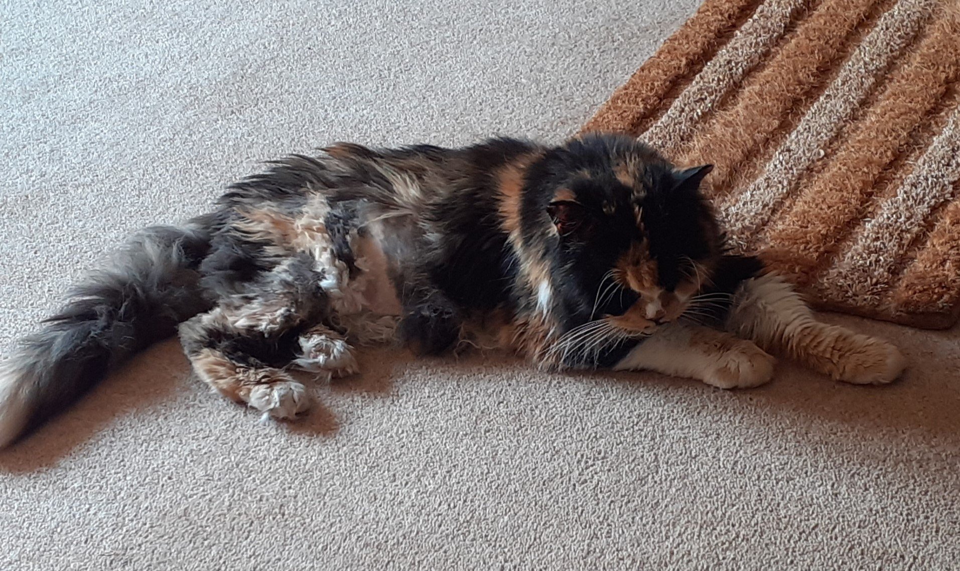 Puzzle | 84 pièces | 2023.08.30 - Tasha Back From Vet, Snoozing Away ...