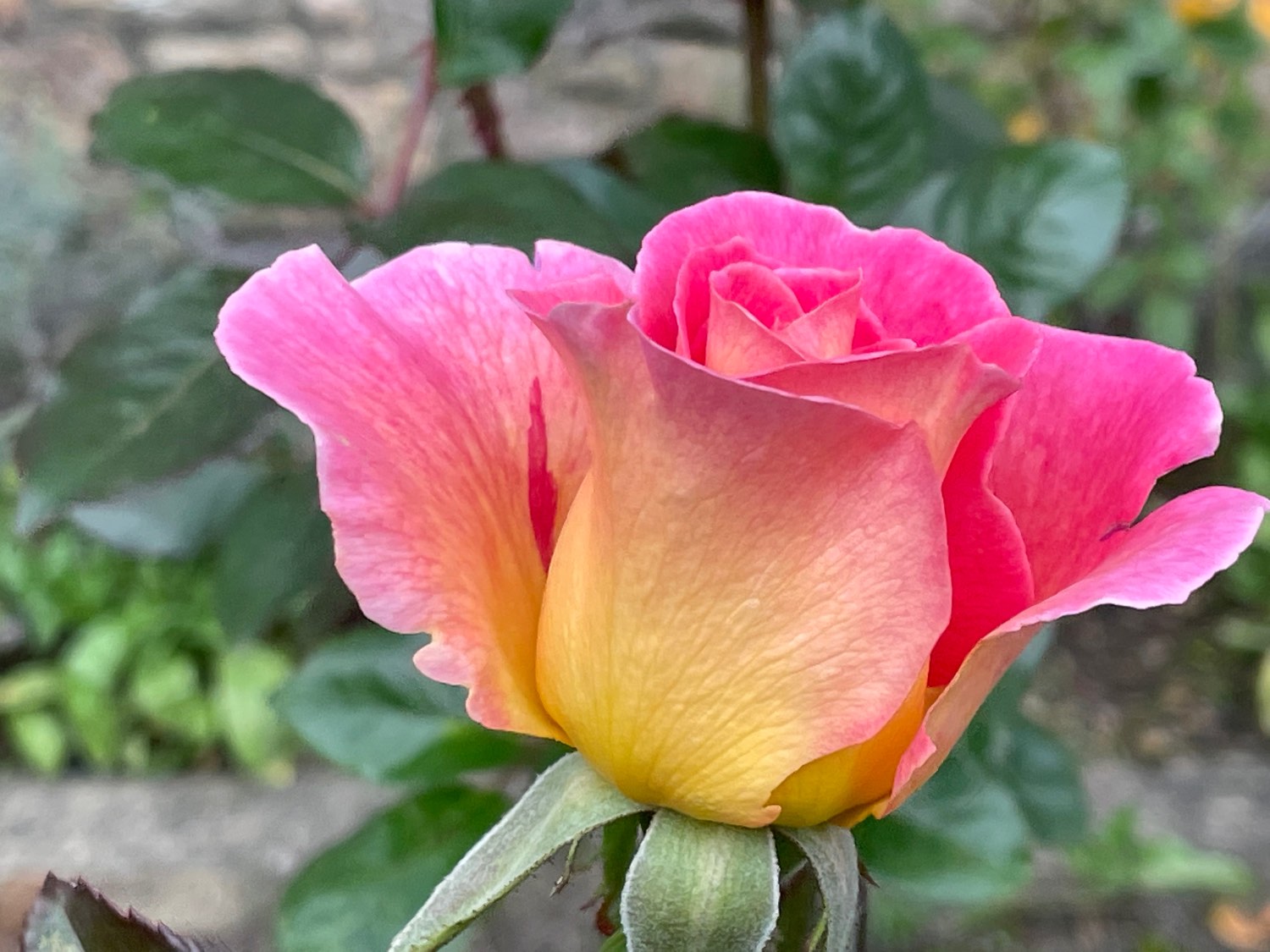 Solve Roses jigsaw puzzle online with 70 pieces