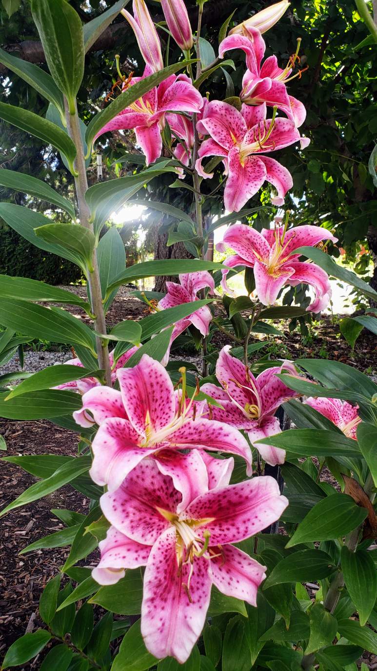 Solve Lilly jigsaw puzzle online with 66 pieces