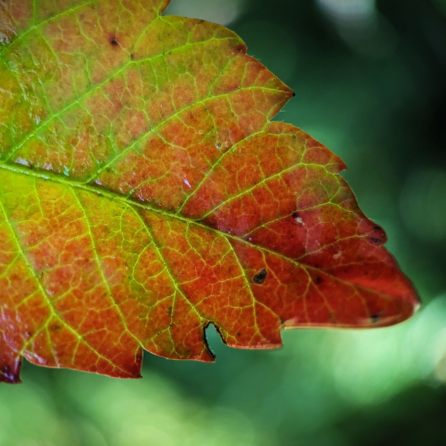 Solve Turning Leaf jigsaw puzzle online with 100 pieces