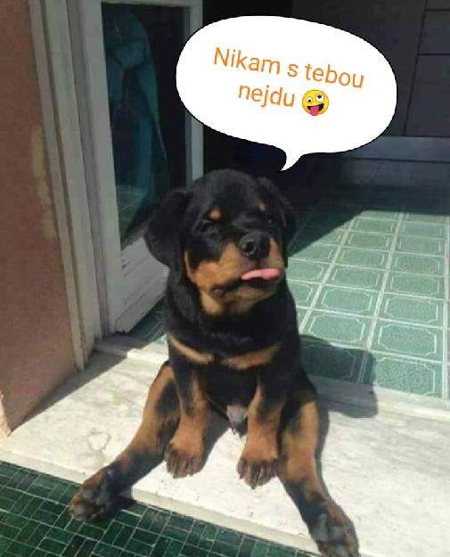 Solve humor jigsaw puzzle online with 80 pieces