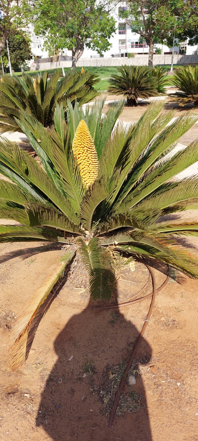 Solve special plant jigsaw puzzle online with 60 pieces