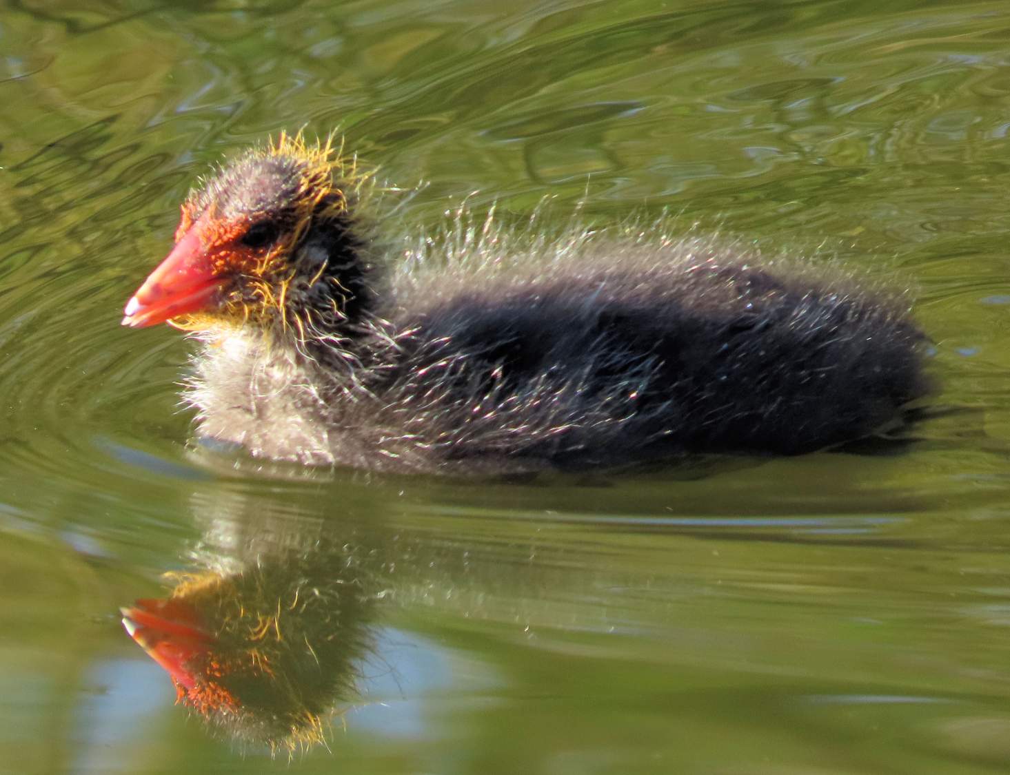 Solve baby coot jigsaw puzzle online with 48 pieces