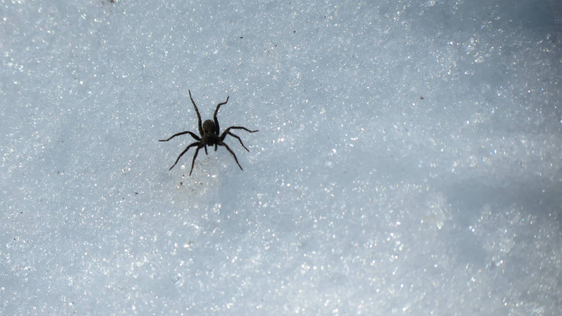 Solve Spider in the Snow jigsaw puzzle online with 28 pieces