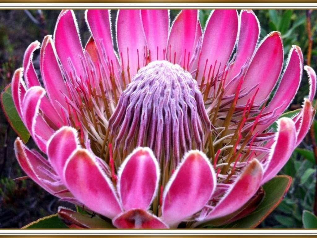 Jigsaw Puzzle | protea flower | 70 pieces | Jigidi