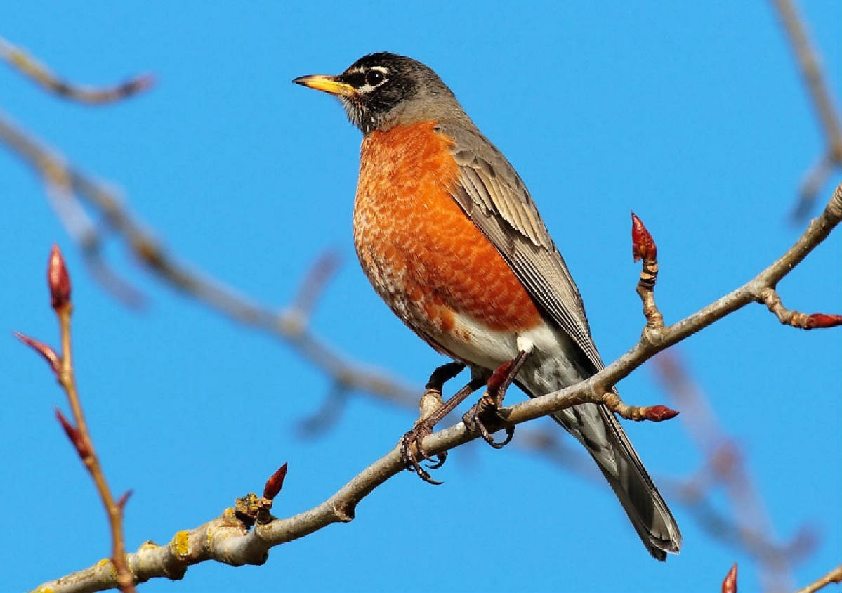 Solve Wisconsin State Bird ~ American Robin ... (Lovely Robin Red ...