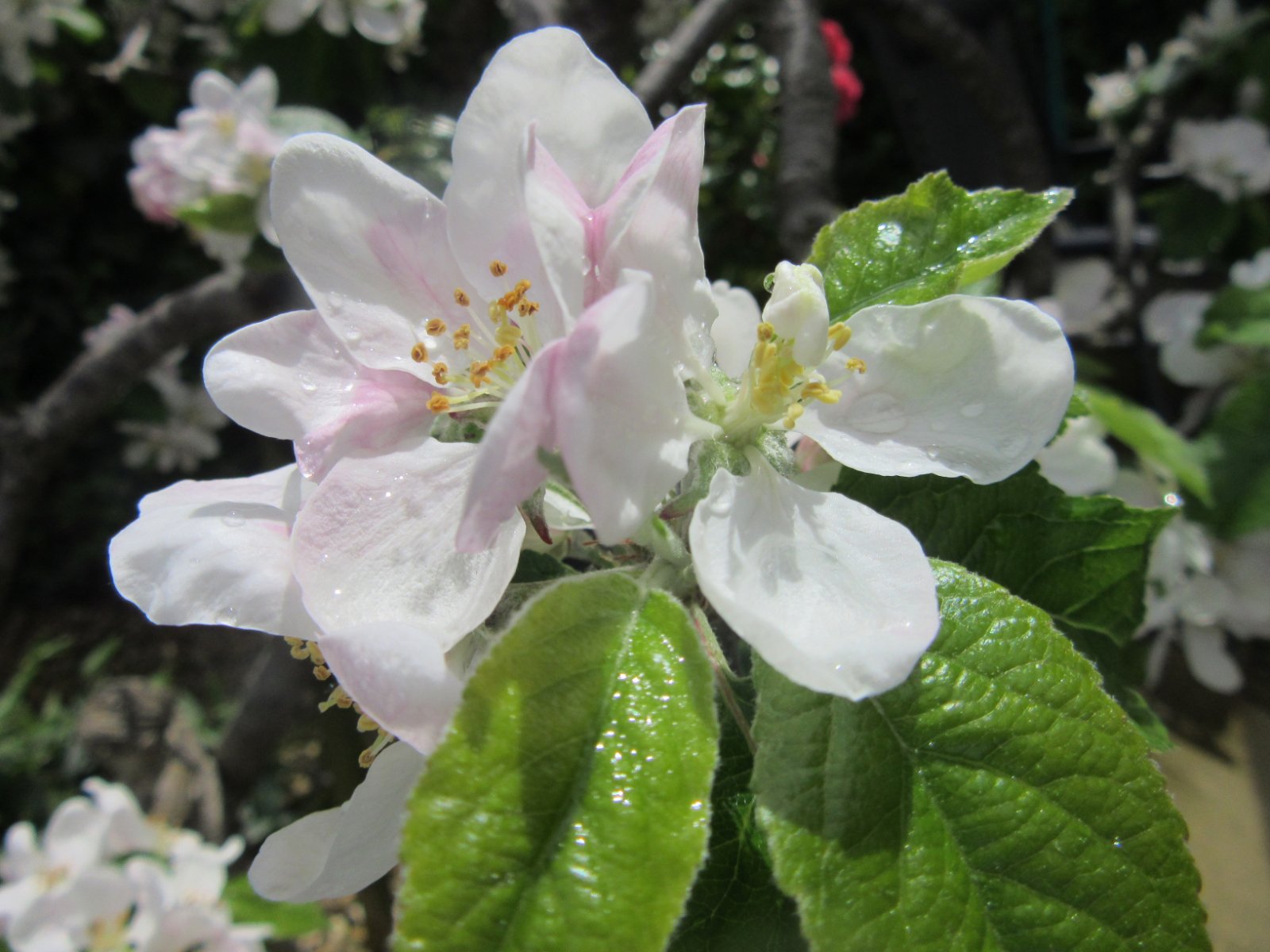 Jigsaw Puzzle | 48 pieces | laxton superb | Jigidi