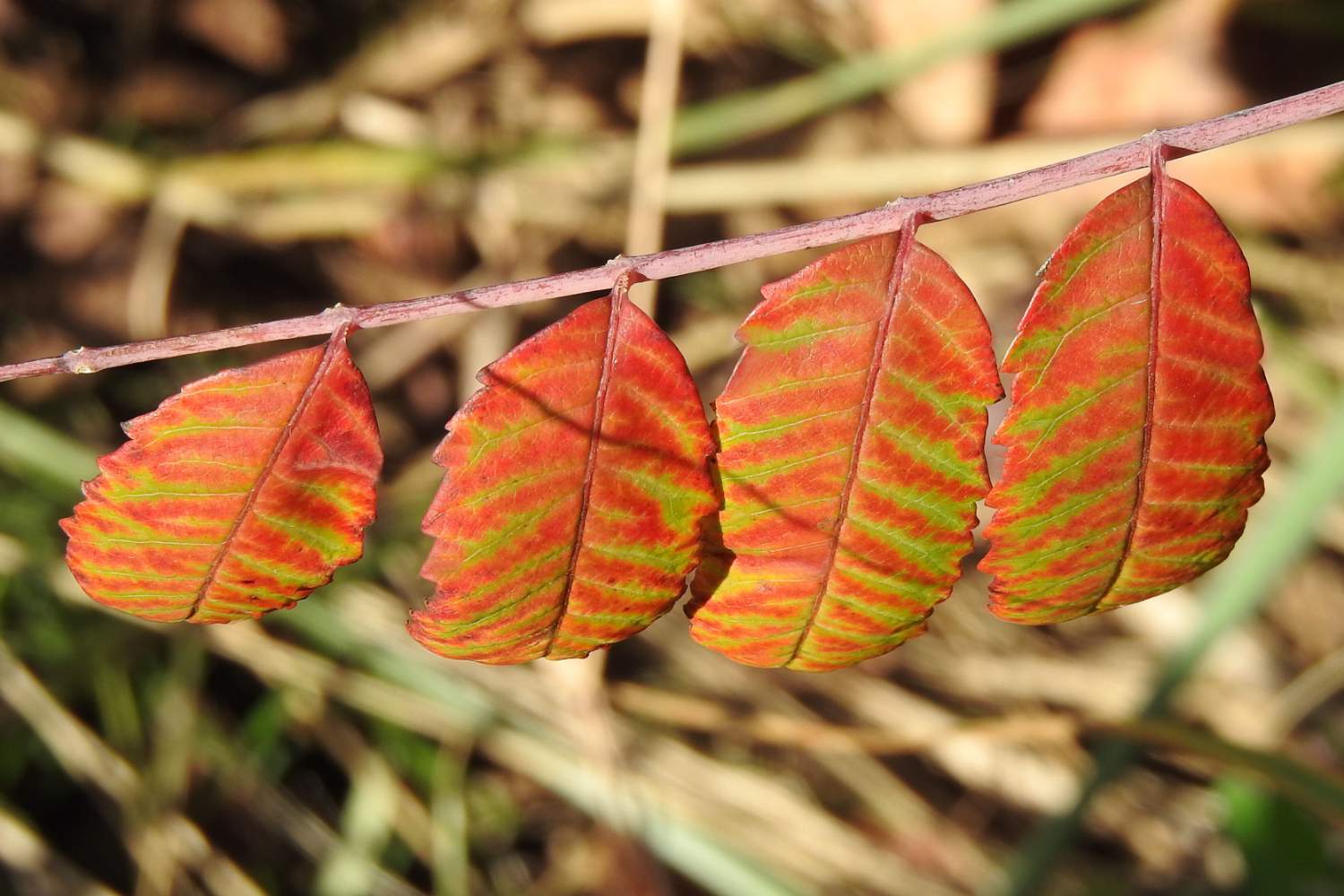 Solve Four Pretty Leaves jigsaw puzzle online with 77 pieces