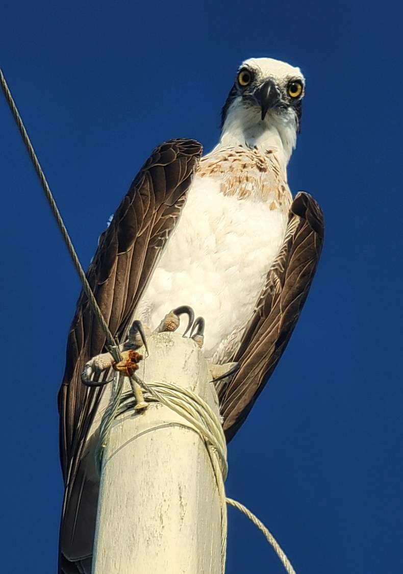 Solve An Osprey keeping us company on this late afternoon. He's atop ...